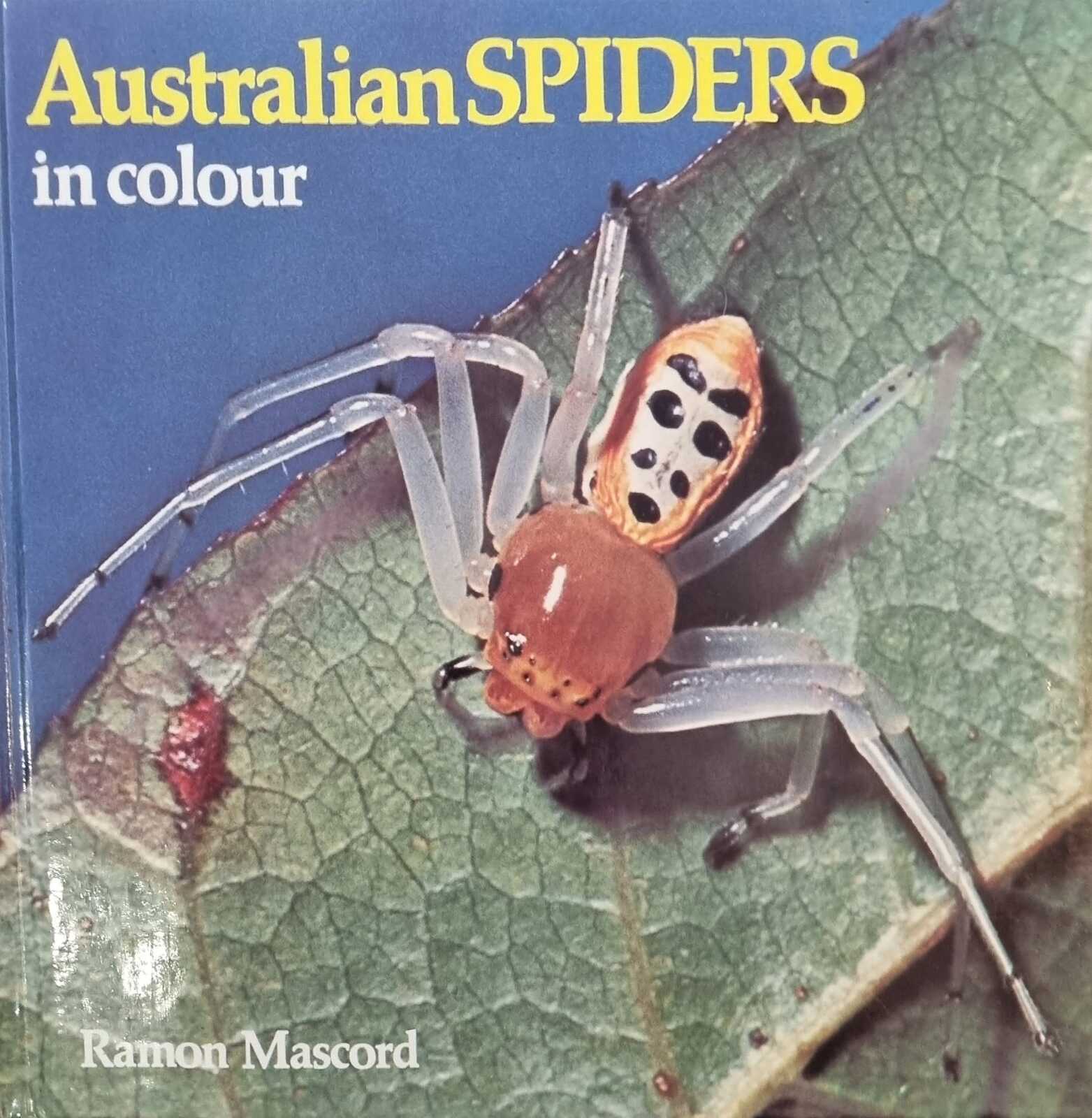 Australian Spiders In Colour
